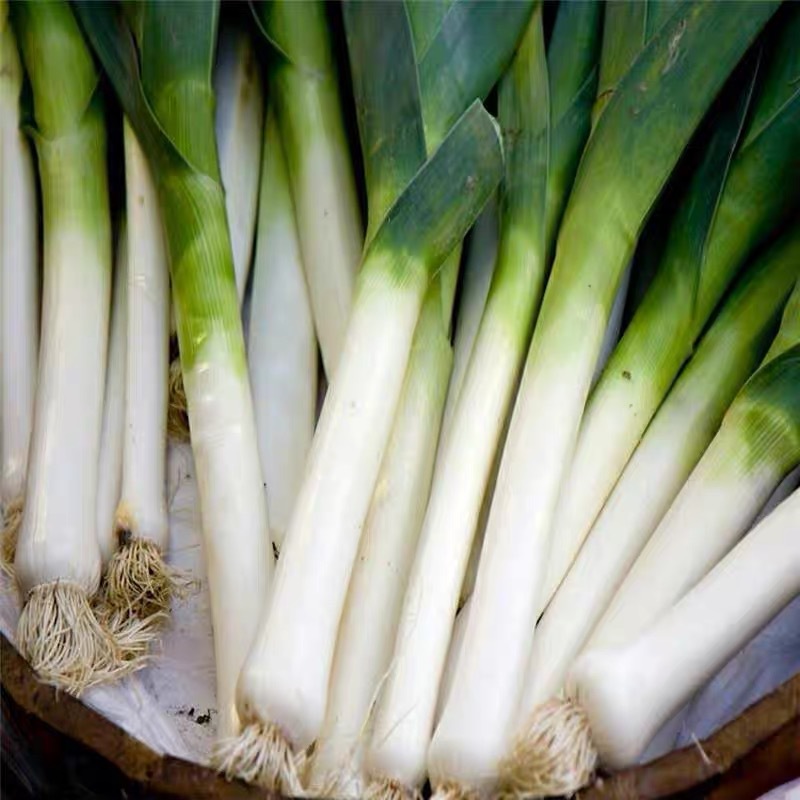 Simple Planting High Germination Rate Garlic Seedlings Seeds Red Sowing ...