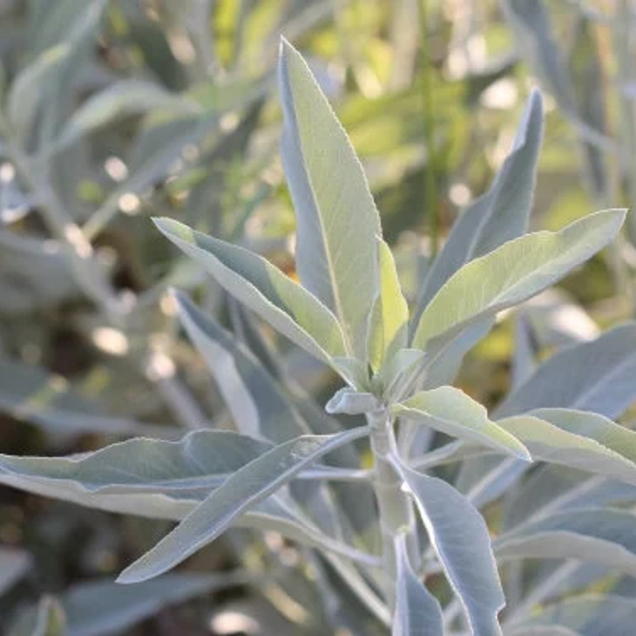 white 200 mugwort garden seeds used medicinal culinary - Temu