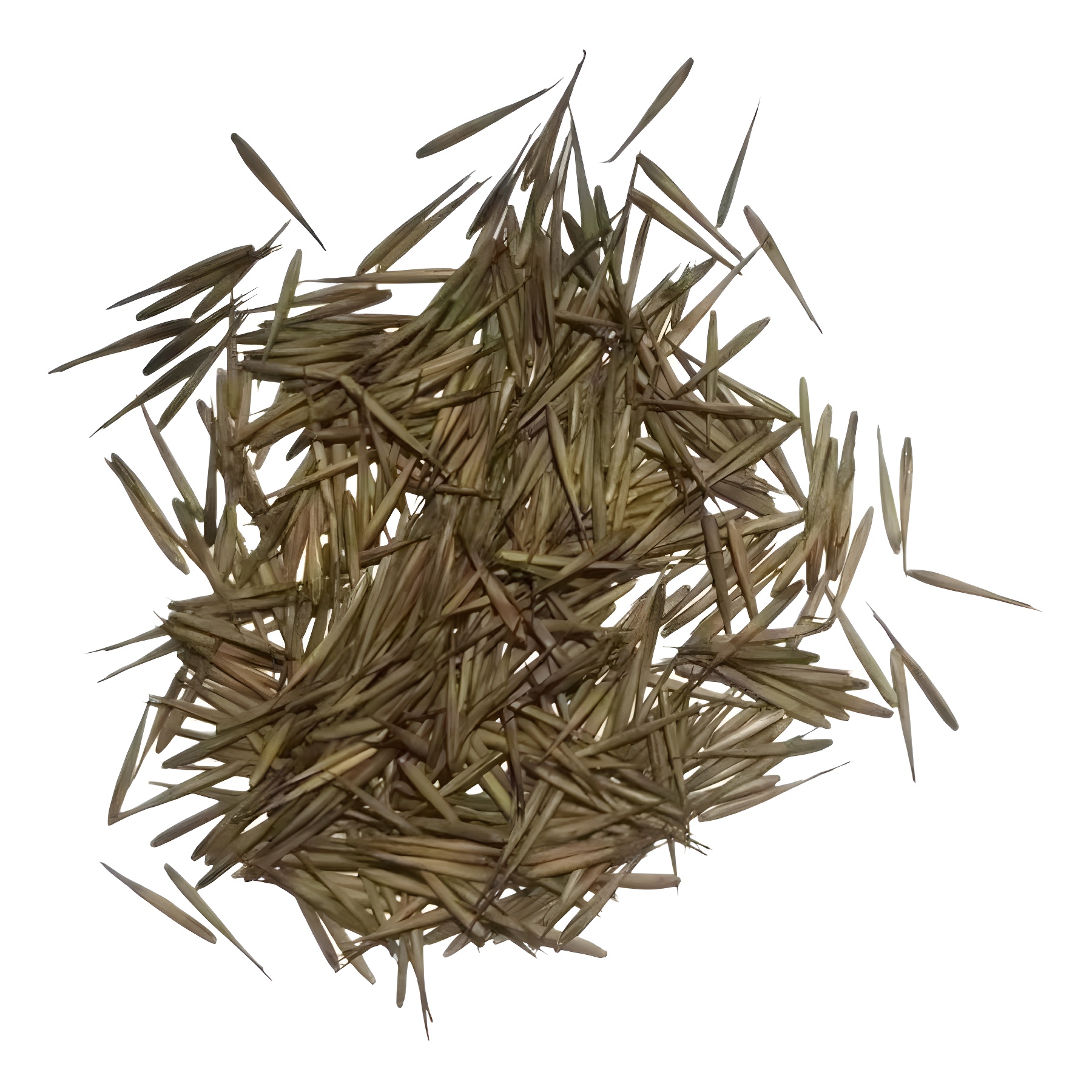 Simple Planting High Germination Rate Bamboo Seed Seedlings - Temu