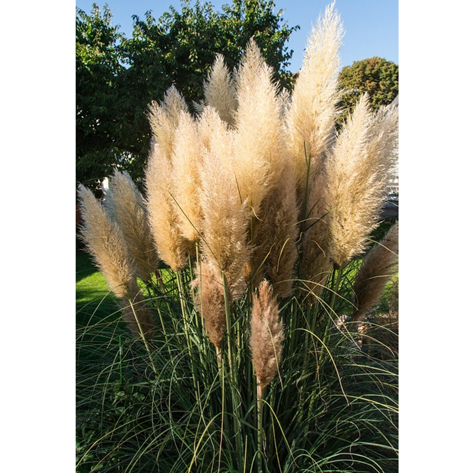 1000 seeds traditional palm grass (cortaderia ) - Temu