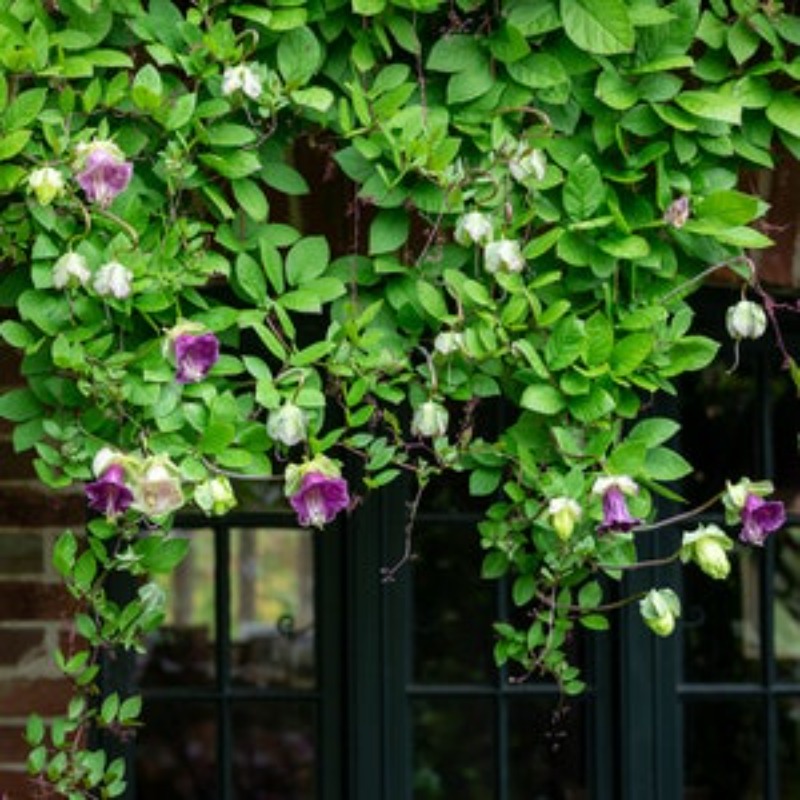 Discount Offer 10 Violet Cup Saucer Vine Flower Seeds - Temu