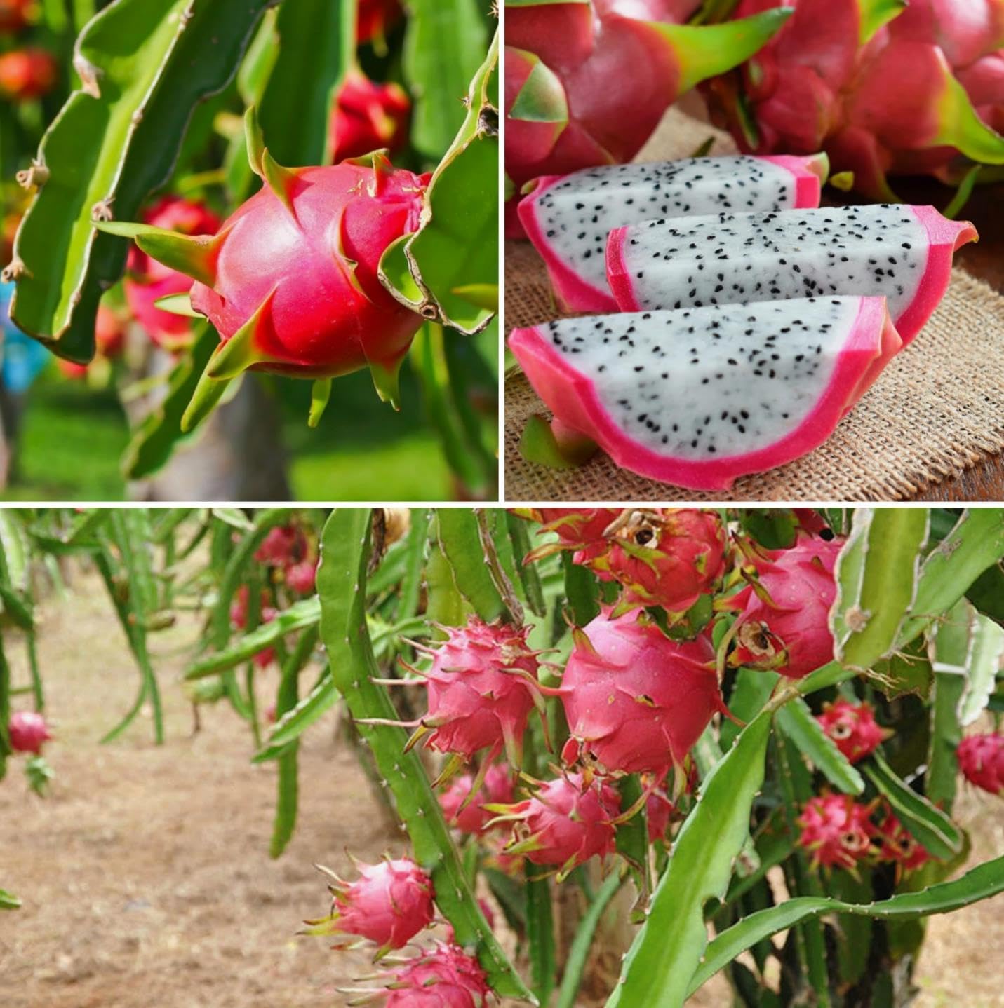 Discount Offer Red Dragon Fruit ( ) Seeds Planting - Temu