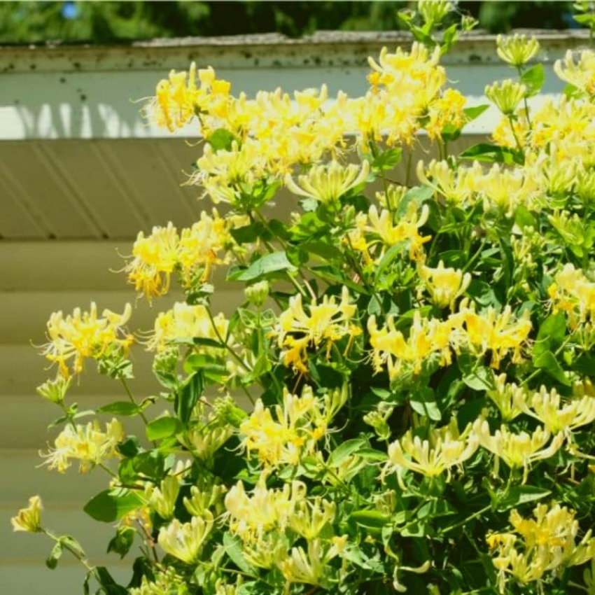 Plant Seeds Planting Vine Japanese - Temu