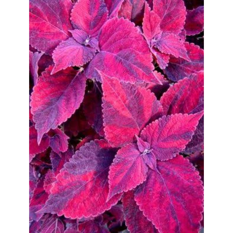 b1 seeds rare thainland / hybrid /bonsai - Temu