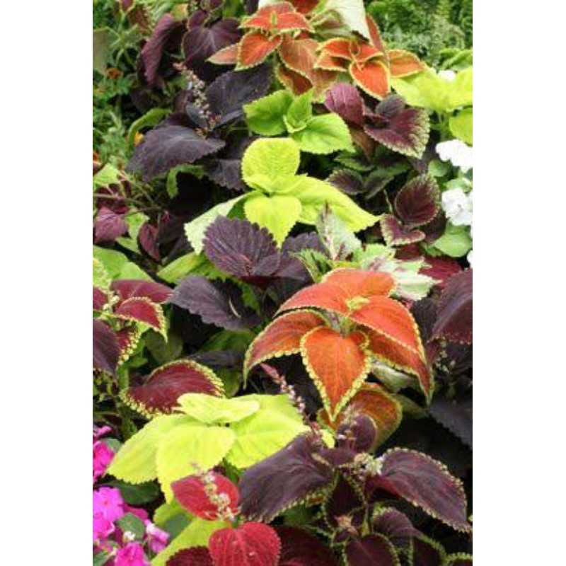 b1 seeds rare thainland / hybrid /bonsai - Temu