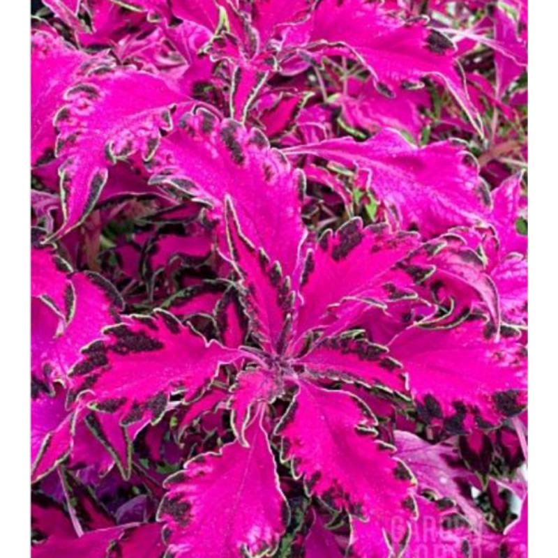 b1 seeds rare thainland / hybrid /bonsai - Temu