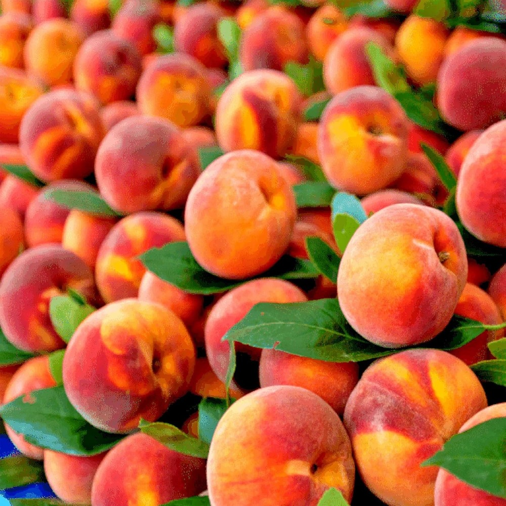 50 piecespeach fruit tree seeds for planting outdoor- fruit seeds sweet ...