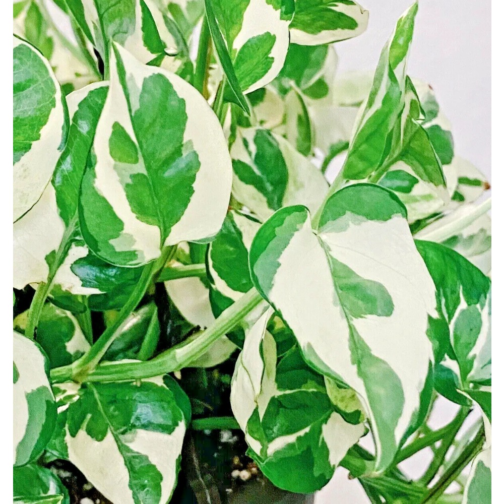 live plants sold on Temu United States