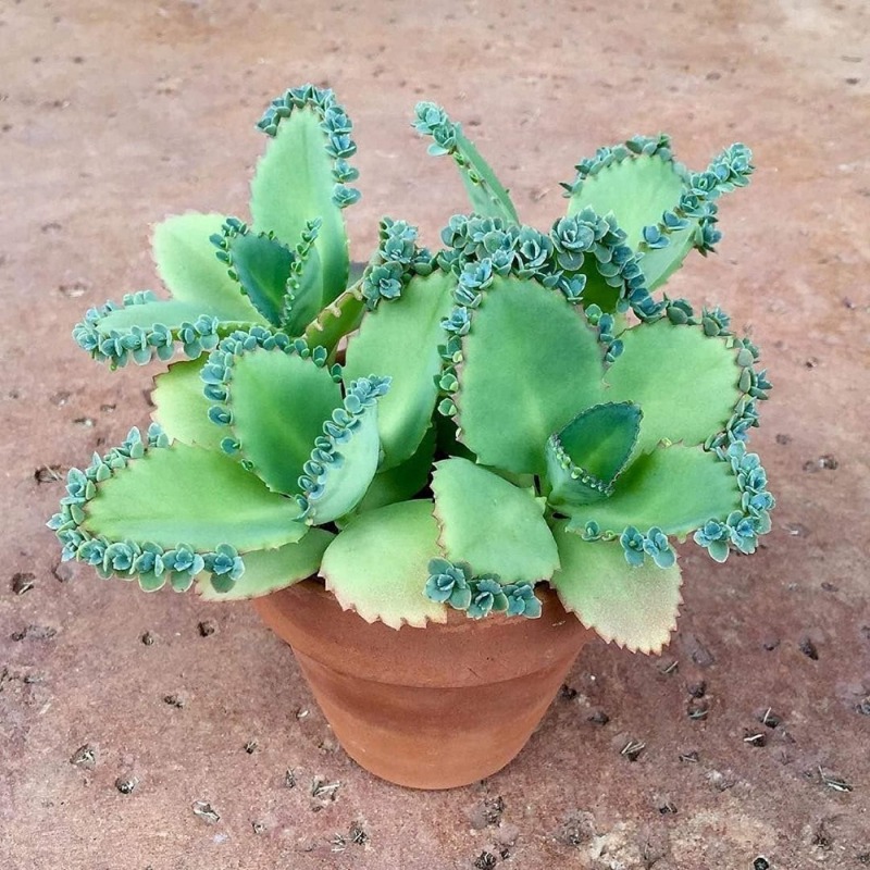 live plants sold on Temu United States