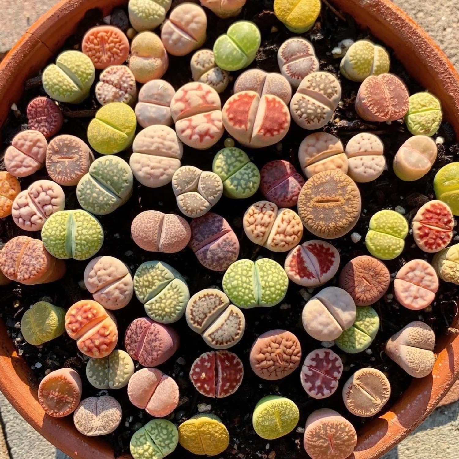 live plants sold on Temu United States
