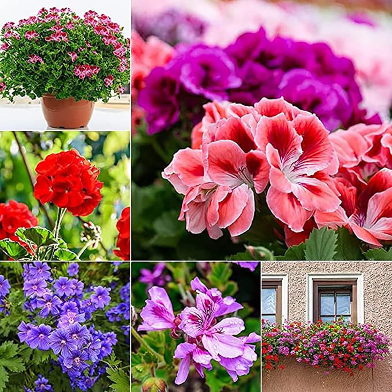 Mixed Rose Seeds Specialty Roses Flower Seeds Older - Temu