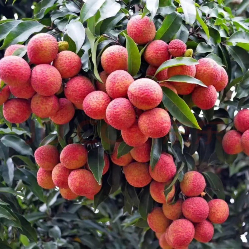 Fruit Tree Seeds Lychee Seeds Potted Fruit Trees - Temu