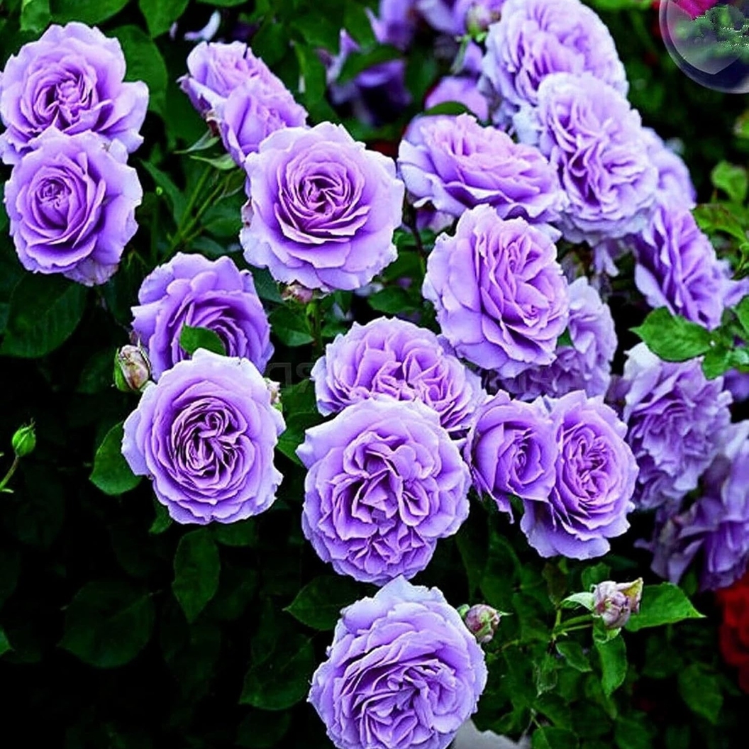 live plants sold on Temu United States
