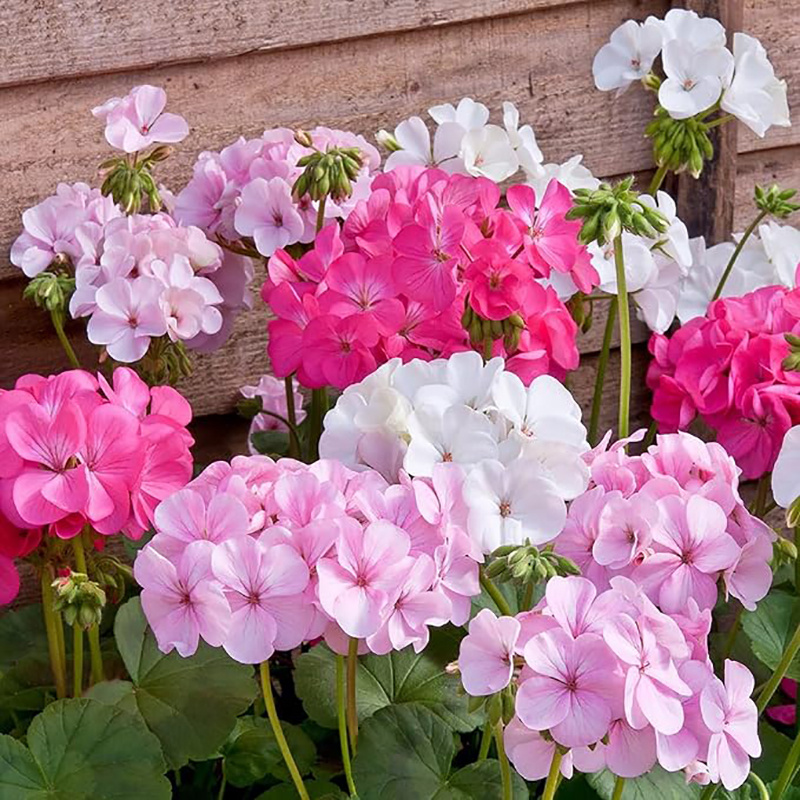 Mixed Rose Seeds Specialty Roses Flower Seeds Older - Temu