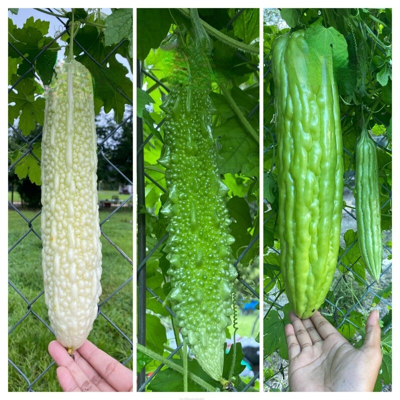 live plants sold on Temu United States