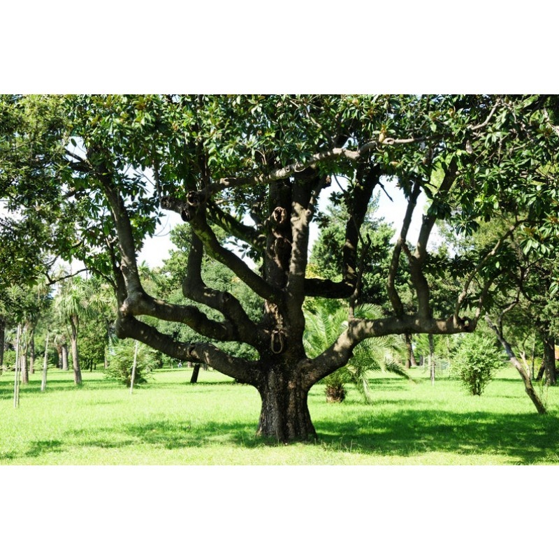 10 trees white native large wered - Temu