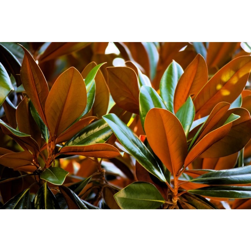 10 trees white native large wered - Temu