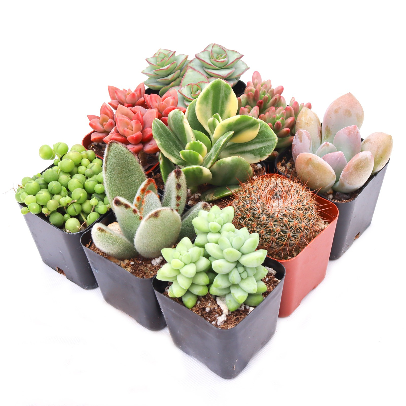live plants sold on Temu United States