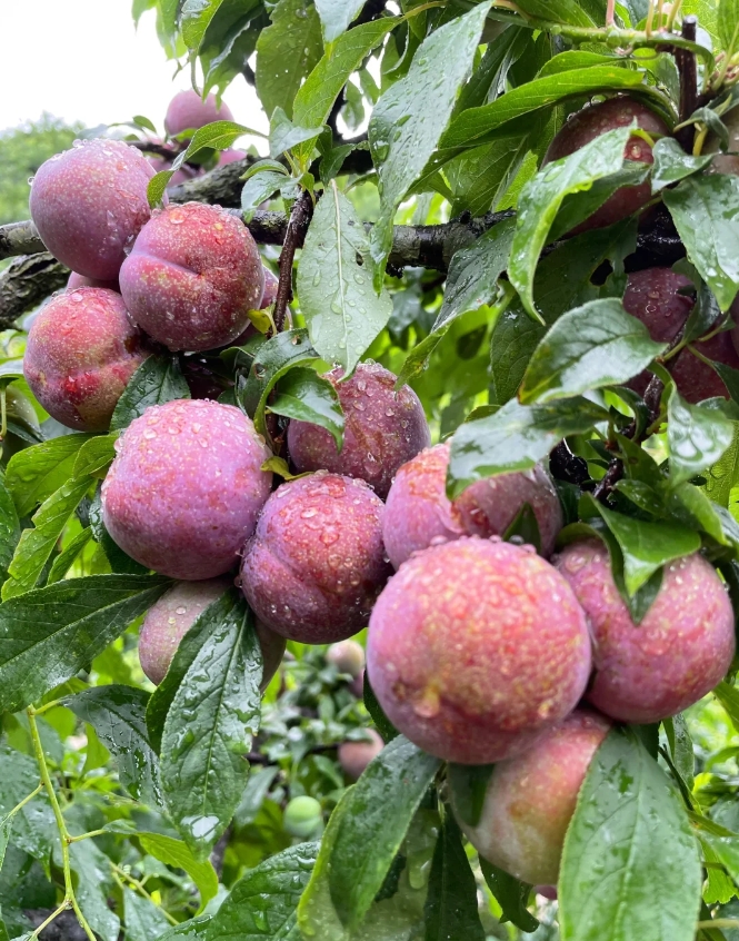 High Wild American Plum Seeds Fruit - Temu