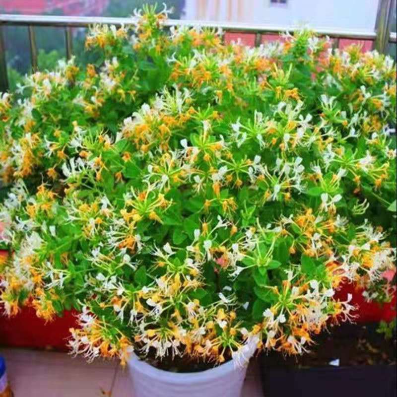 Fast Shipping High Germination Rate 300 Seeds - Temu