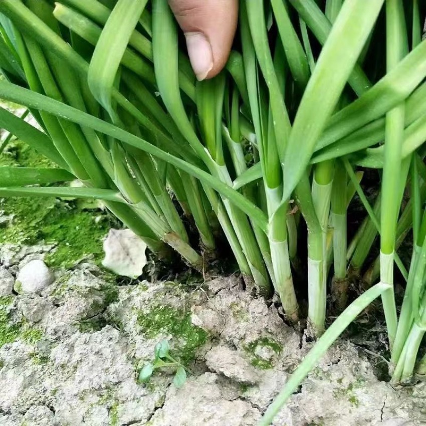 Leek Seeds, Vegetable Seeds - Temu