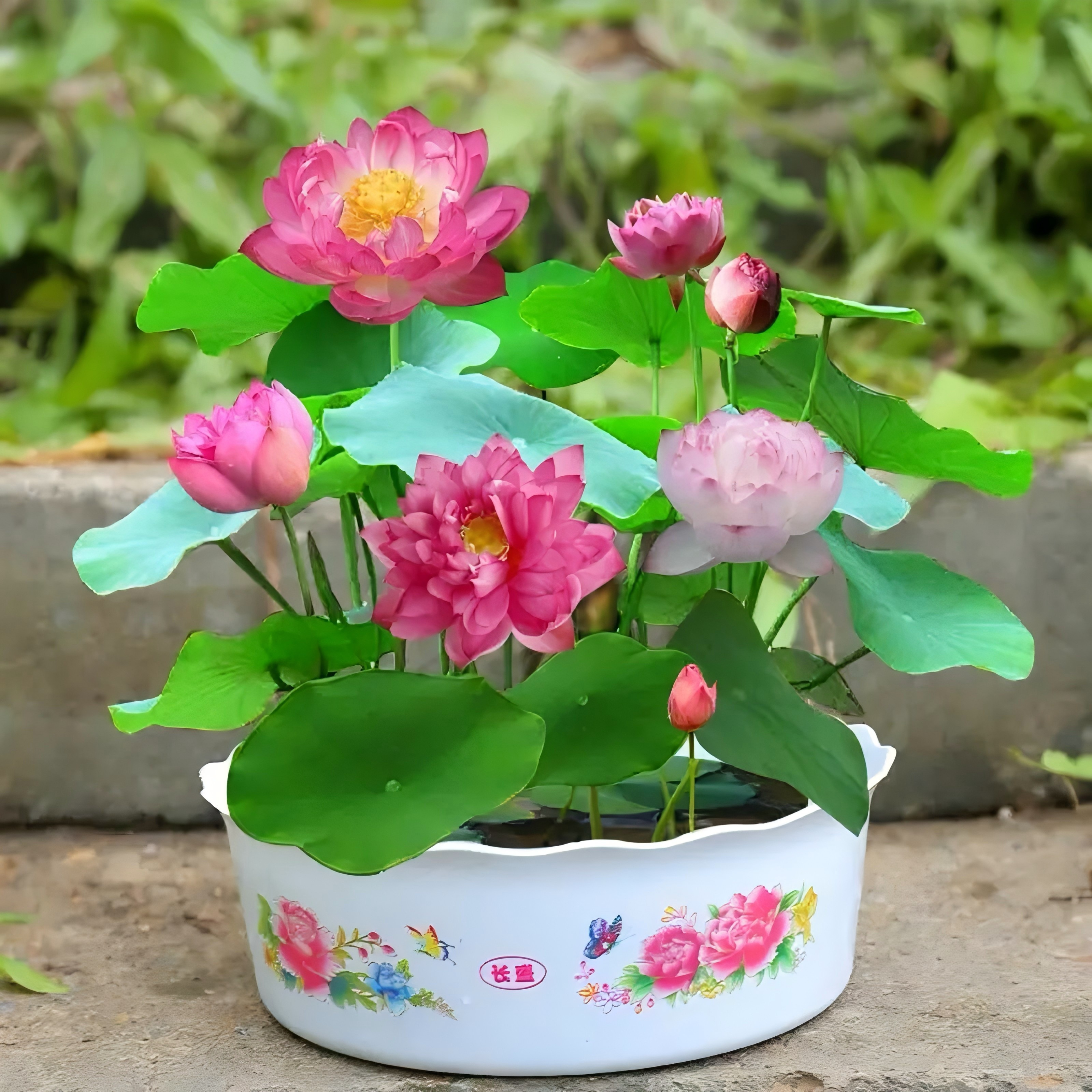 Bowl Lotus Seeds Bonsai Lotus Seeds Planting Water Lily - Temu