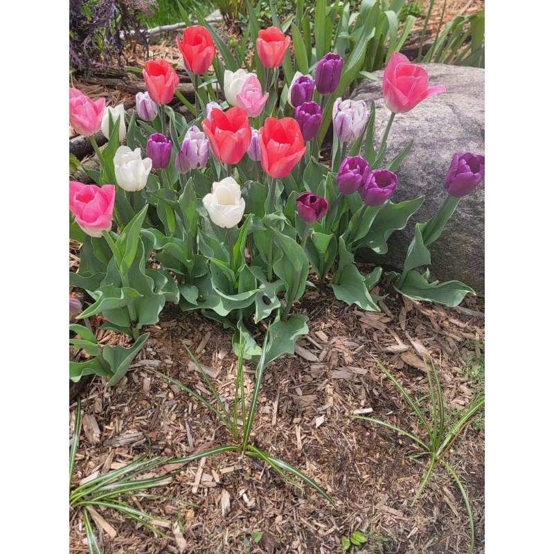 Lily Seeds Mixed Color - Temu