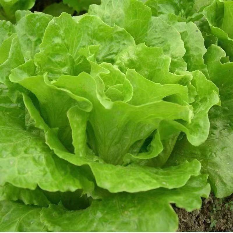 Lettuce Seeds, Vegetable Seeds - Temu