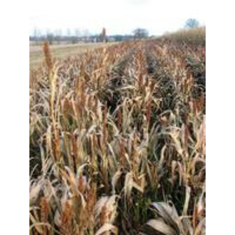 syrup flour grain vegetable seeds - Temu