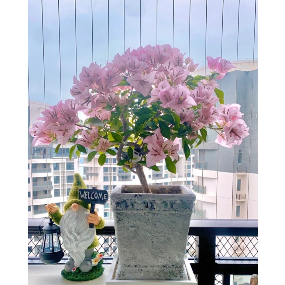 high germination rate seeds rare pink bougainvillea south n - Temu