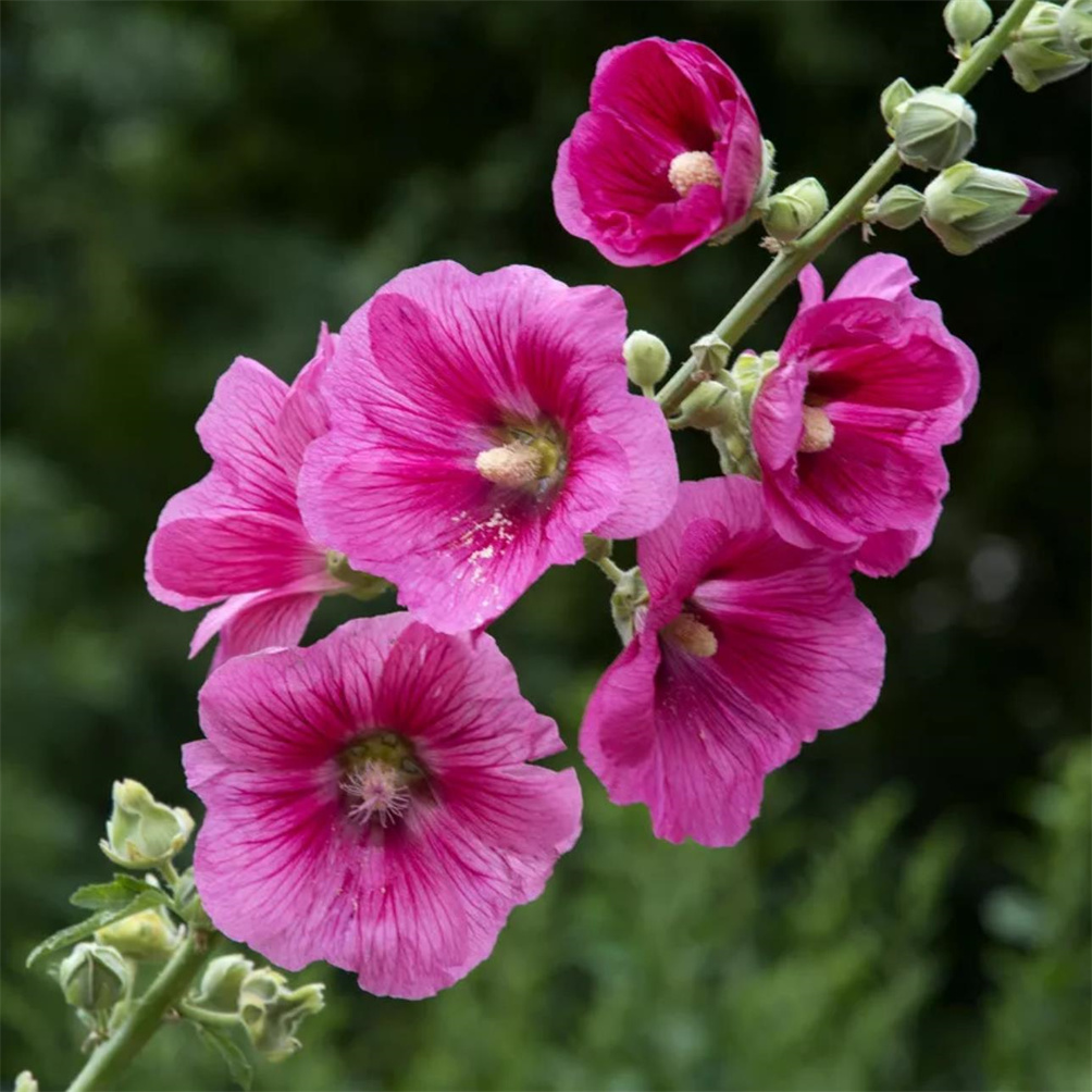 Fast Shipping High Germination Rate Seeds Planting - Temu