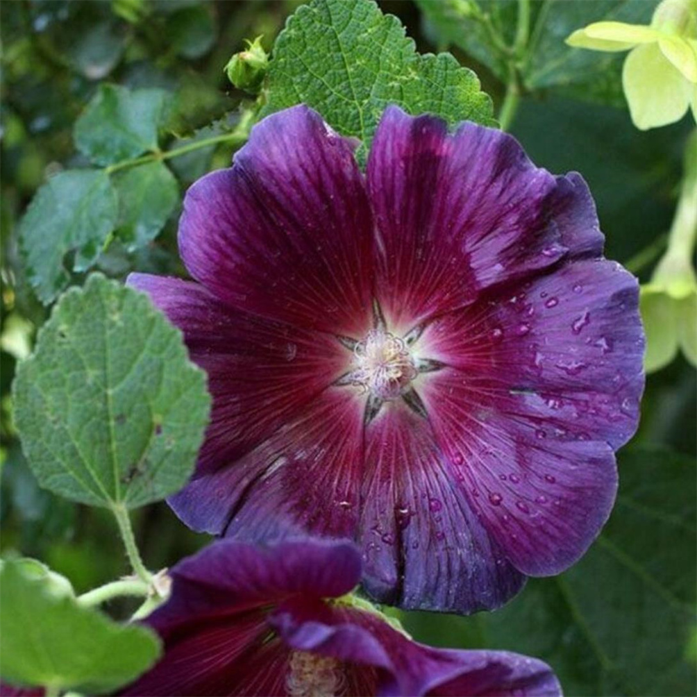 Fast Shipping High Germination Rate Seeds Planting - Temu