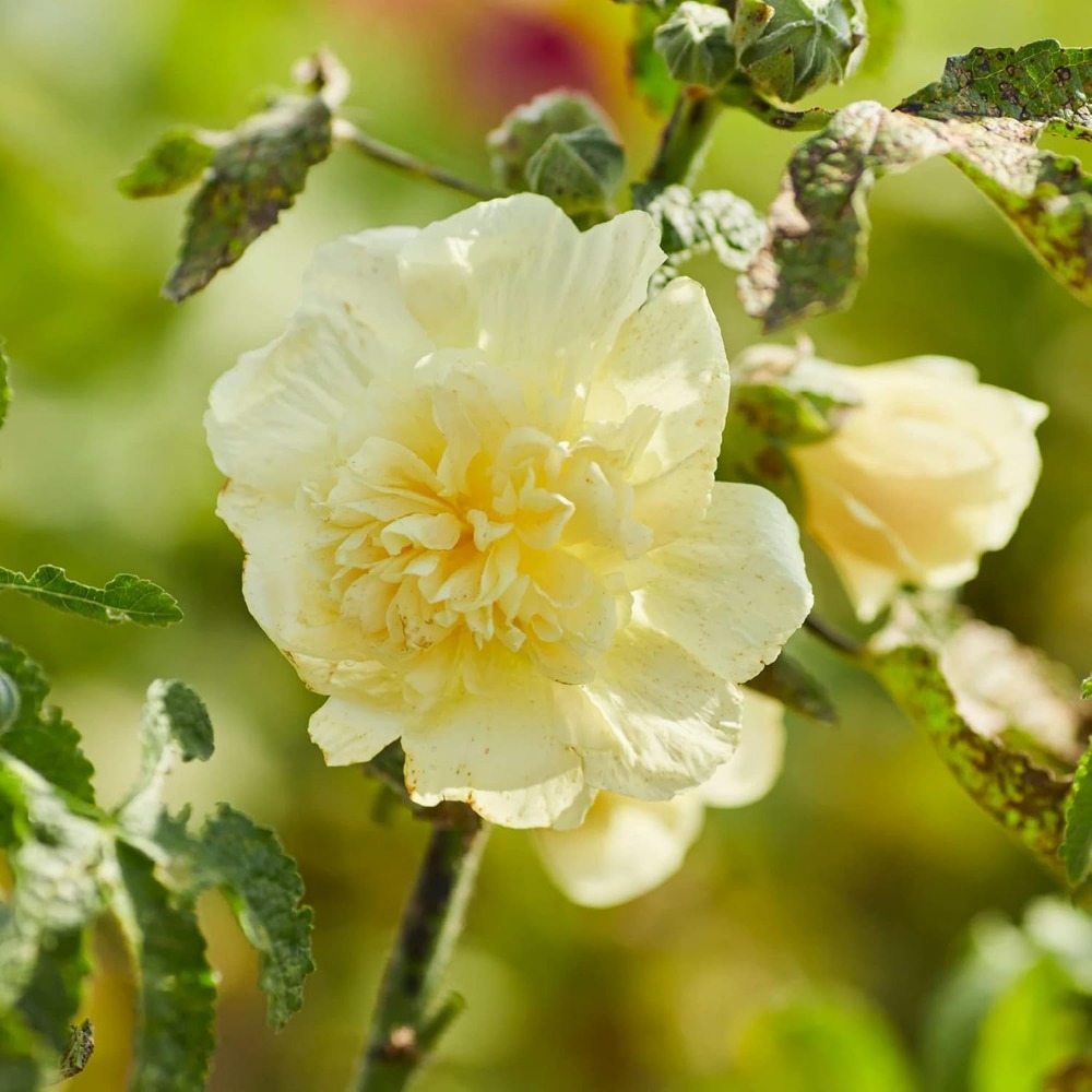 Planting High Germination Rate Double Gold Peony Seed - Temu