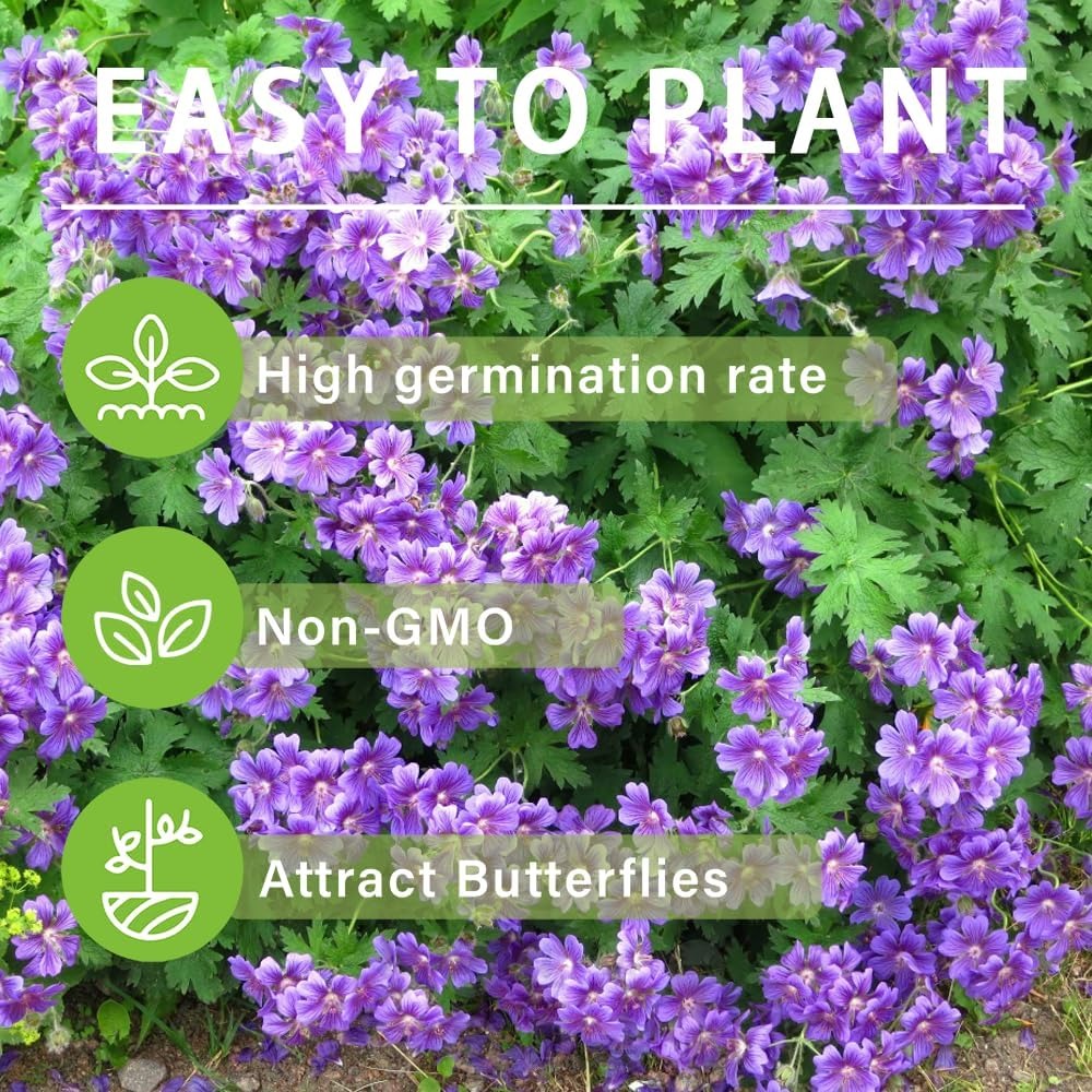 10 Violet Double Geraniums Seeds Planting Outdoor Rare - Temu