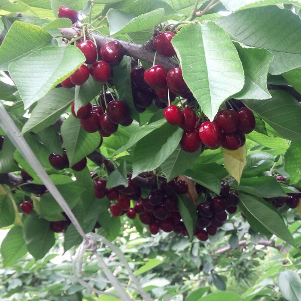 fruit tree seedlings cherry seedlings southern grafting - Temu