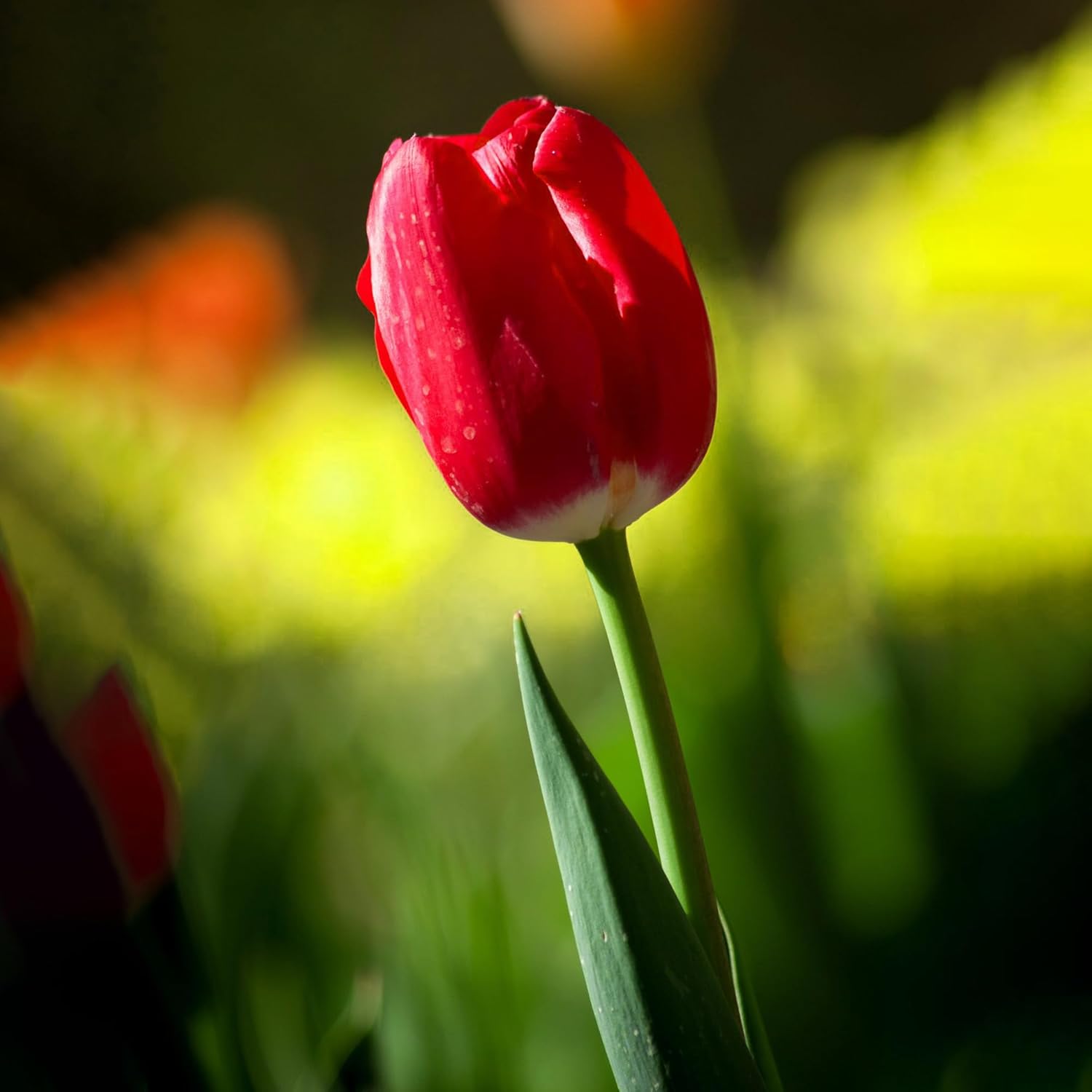 Red Jumbo Ornamental Flowers - Temu
