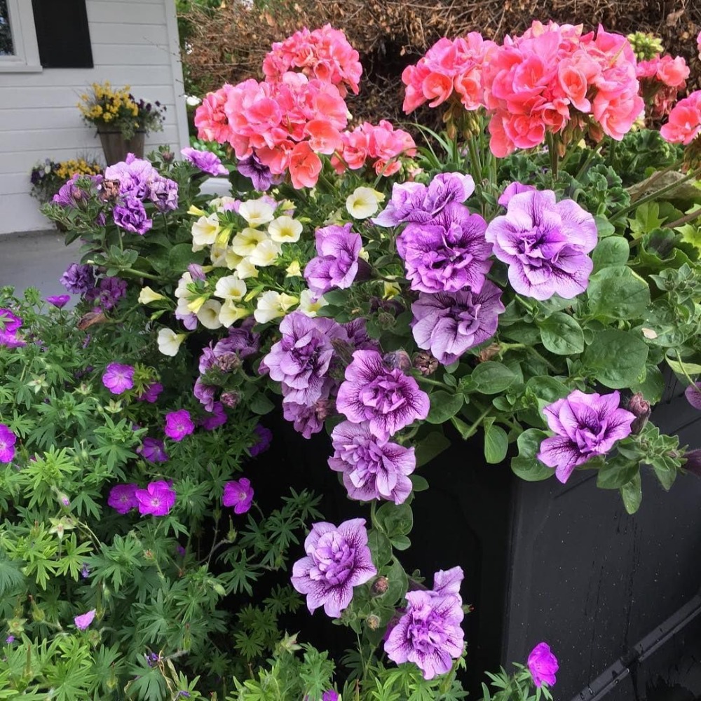 10 Violet Double Geraniums Seeds Planting Outdoor Rare - Temu
