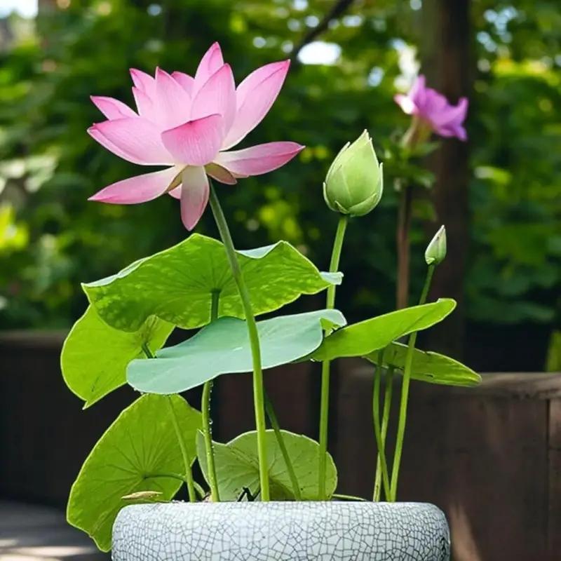 30 Lotus Seeds United States. Aquatic Plants Used - Temu