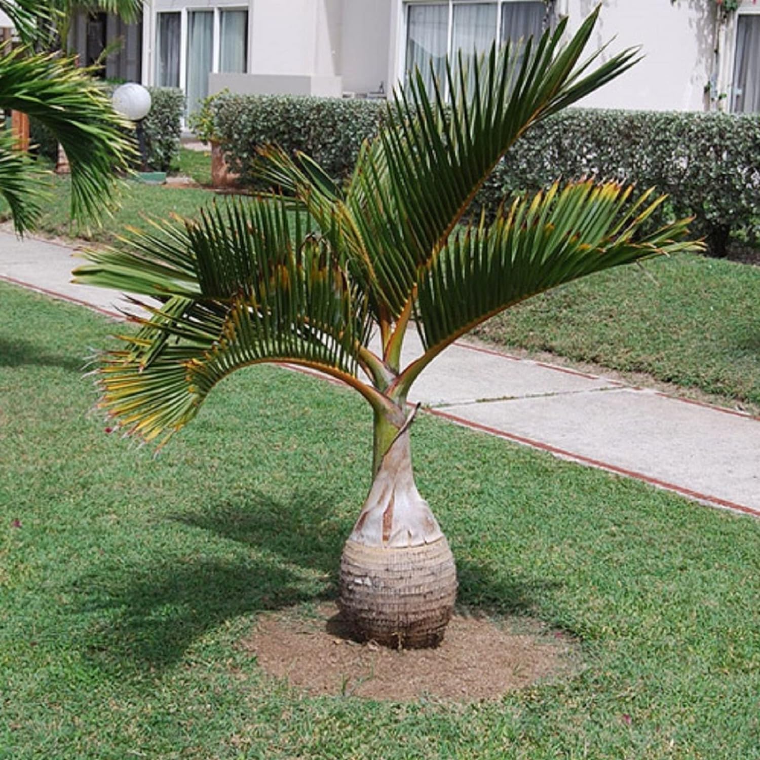 Garden Lagenicaulis Palma Botella 10 Semillas Rara - Temu