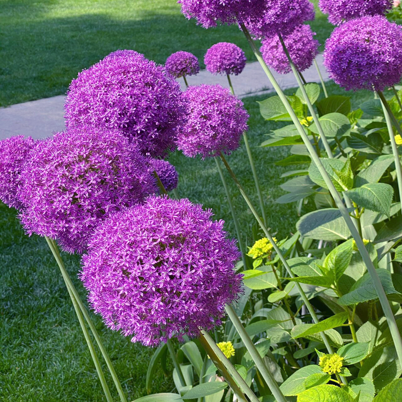 1000pcs Rare Plant Flower Seed Plantar Semillas - Temu