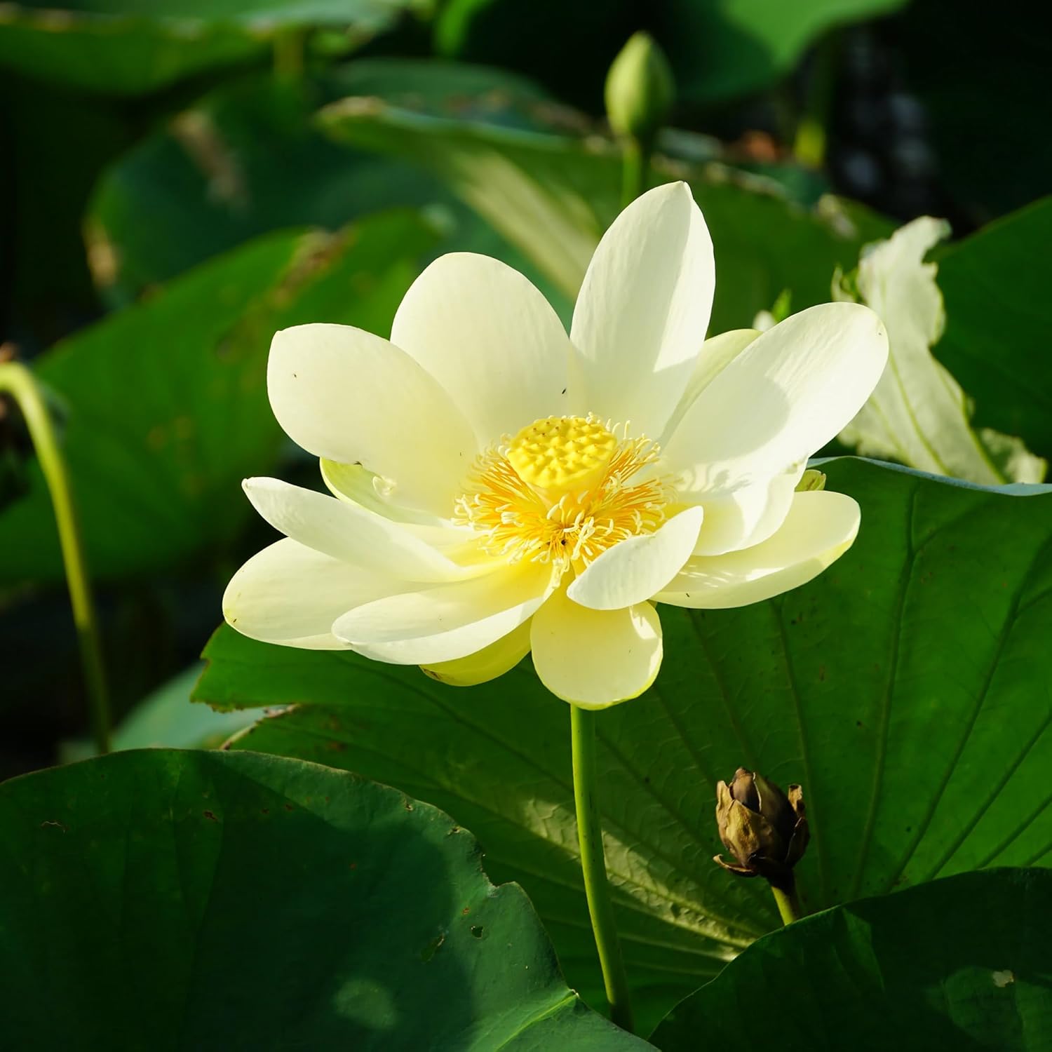 Garden 100 노란색 연꽃 씨앗 가보 수생 관상용 식물 낮은 유지 보수 실내 및 실외 정원 장식 Temu