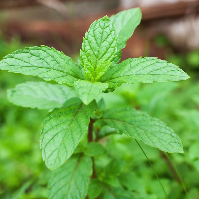 Mint Peppermint Herb Seeds Peppermint Seeds - Temu