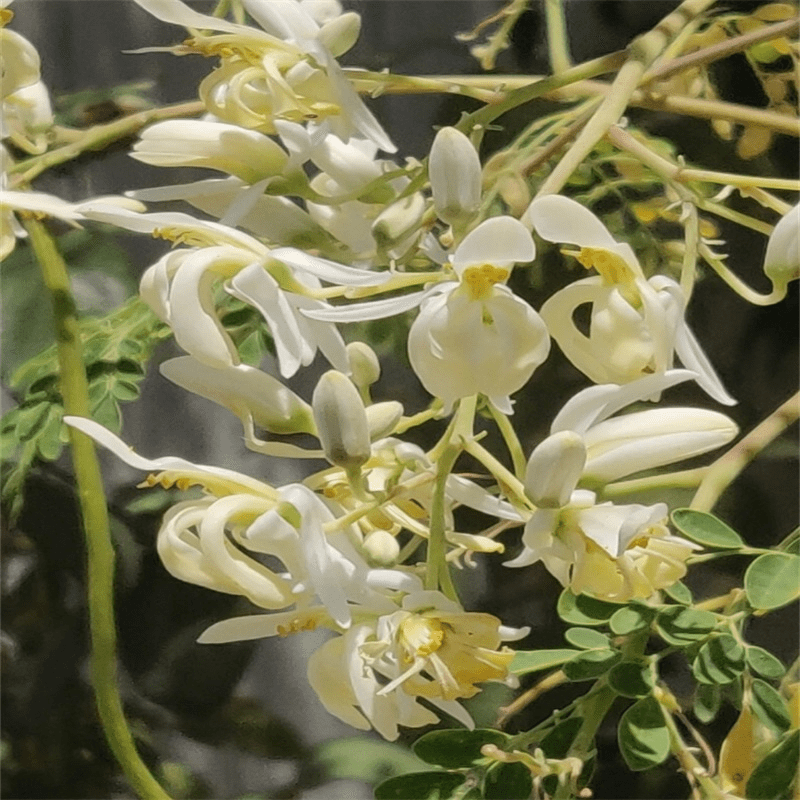 plant seeds sold on Temu United States