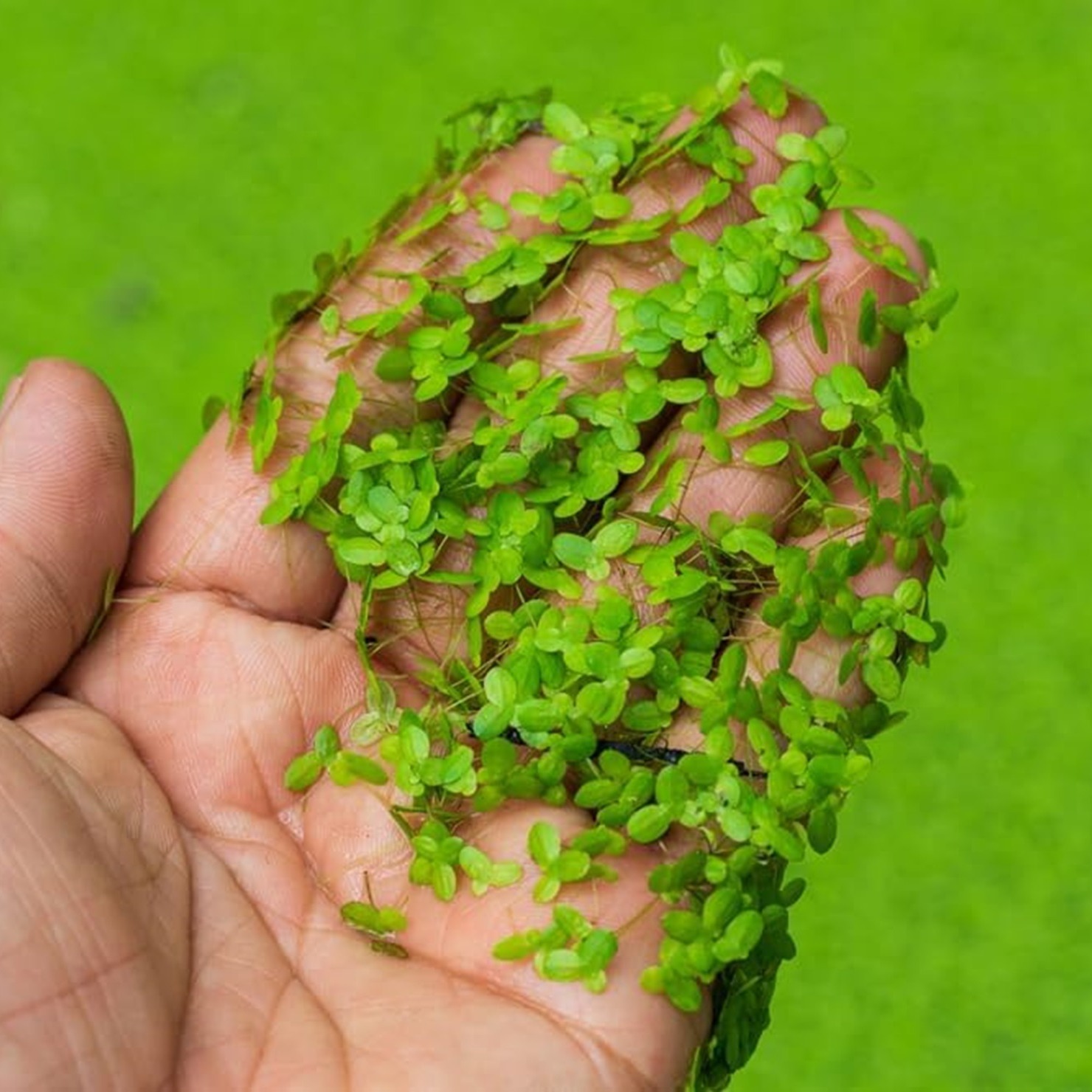 2,500 weed ( ) - Use In , , (2,500 ) - For , , Or , And It | - & | Temu