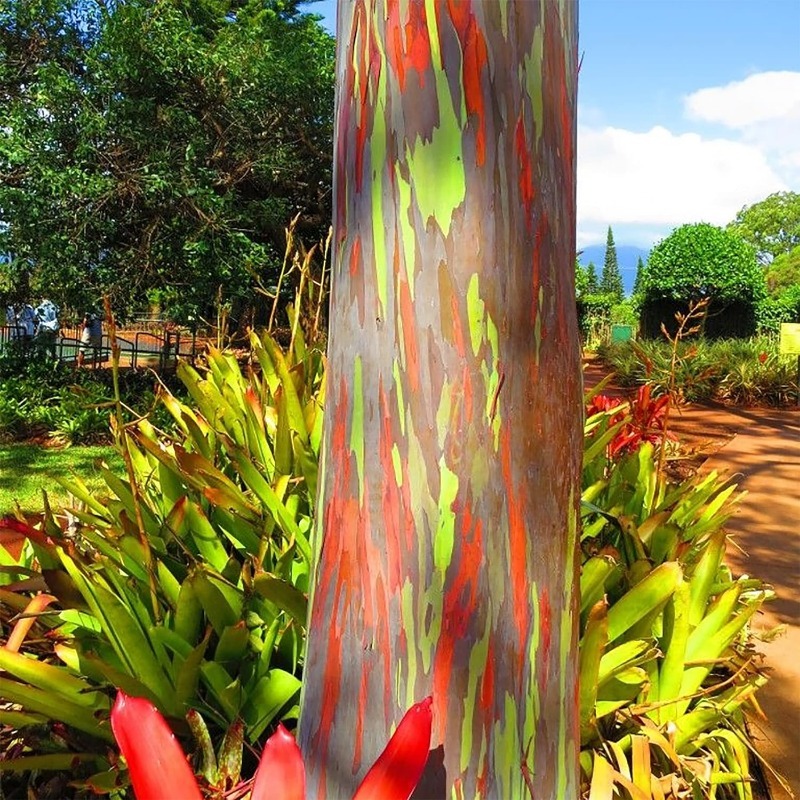 Rainbow Cha Tree Seeds Cha Cha Tree - Temu