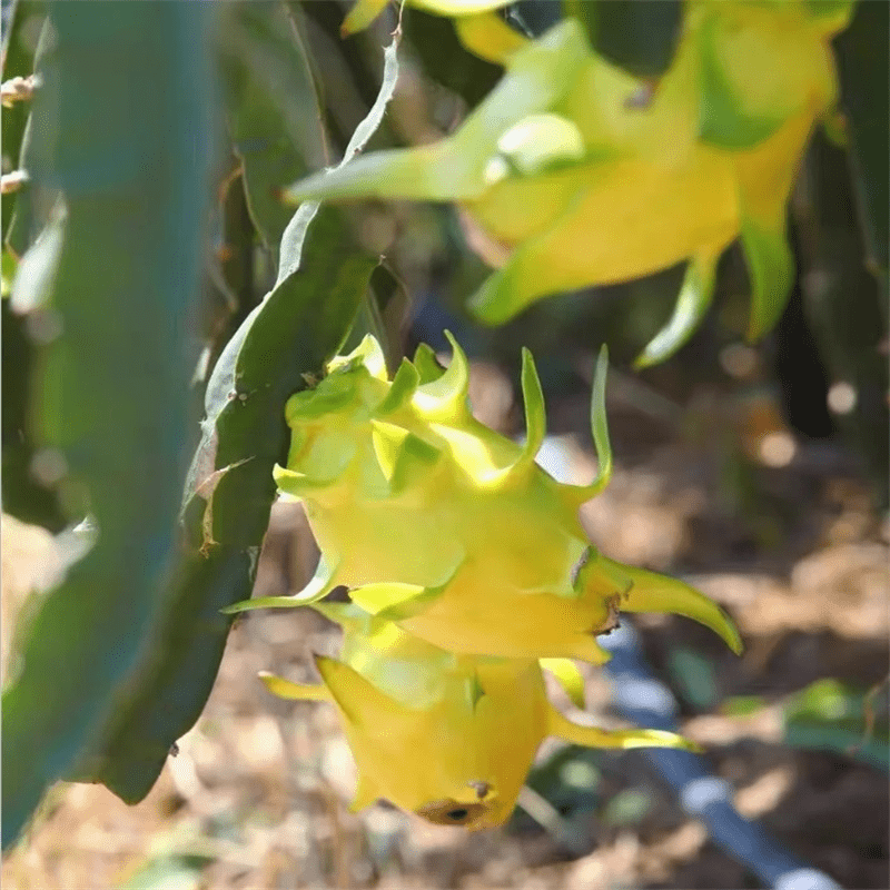 New Varieties Yellow Seeds Fruit Cold - Temu