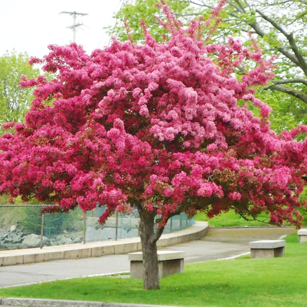Garden 30 Seeds Flowering Seeds Crab Tree Shrub Bush Seeds Striking ...
