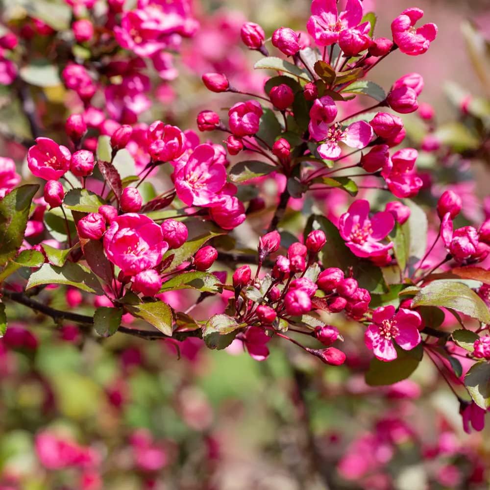 Garden 30 Seeds Flowering Seeds Crab Tree Shrub Bush Seeds Striking ...