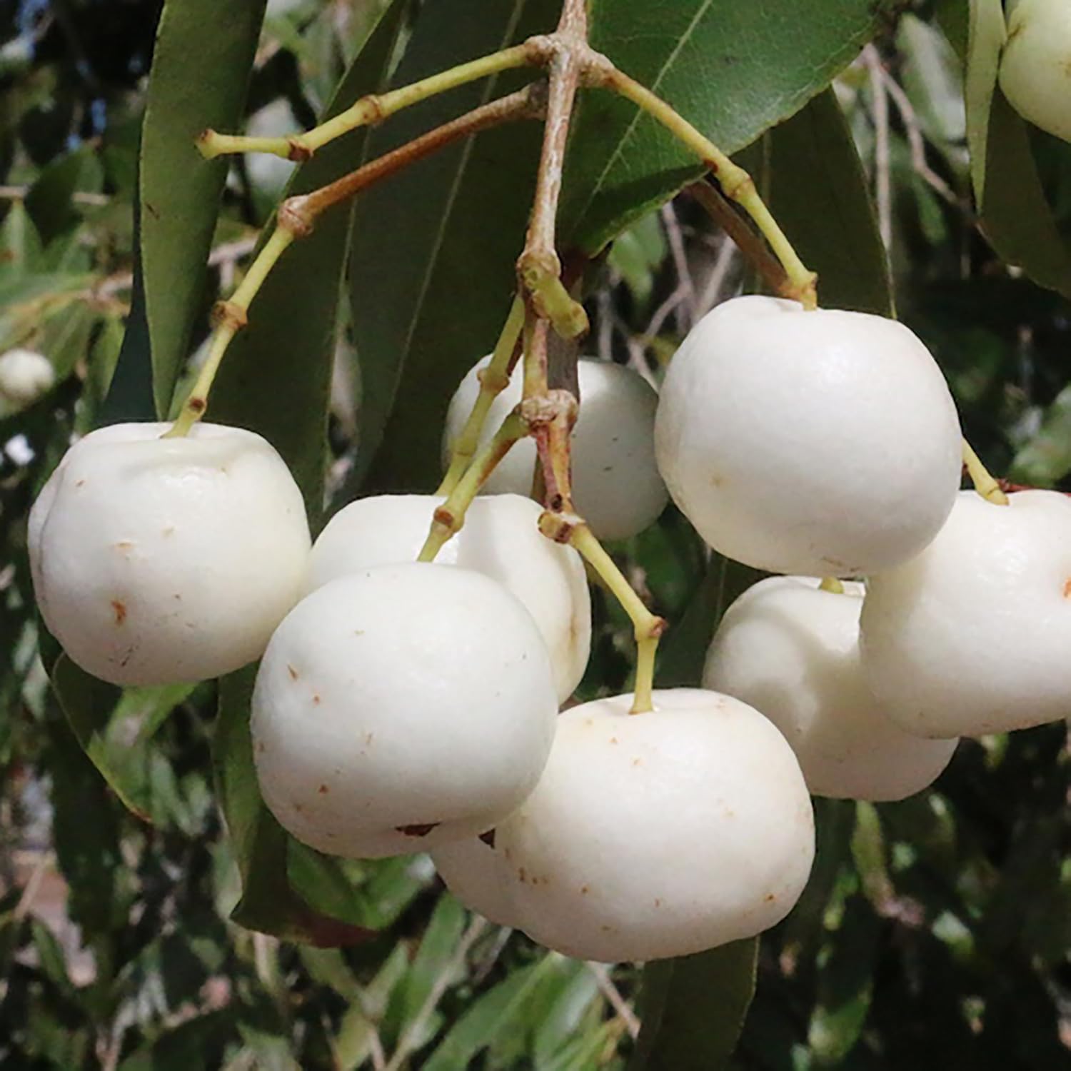 Garden 30pcs Rare White Fruit Seeds For Planting Sweet Great Gardening ...