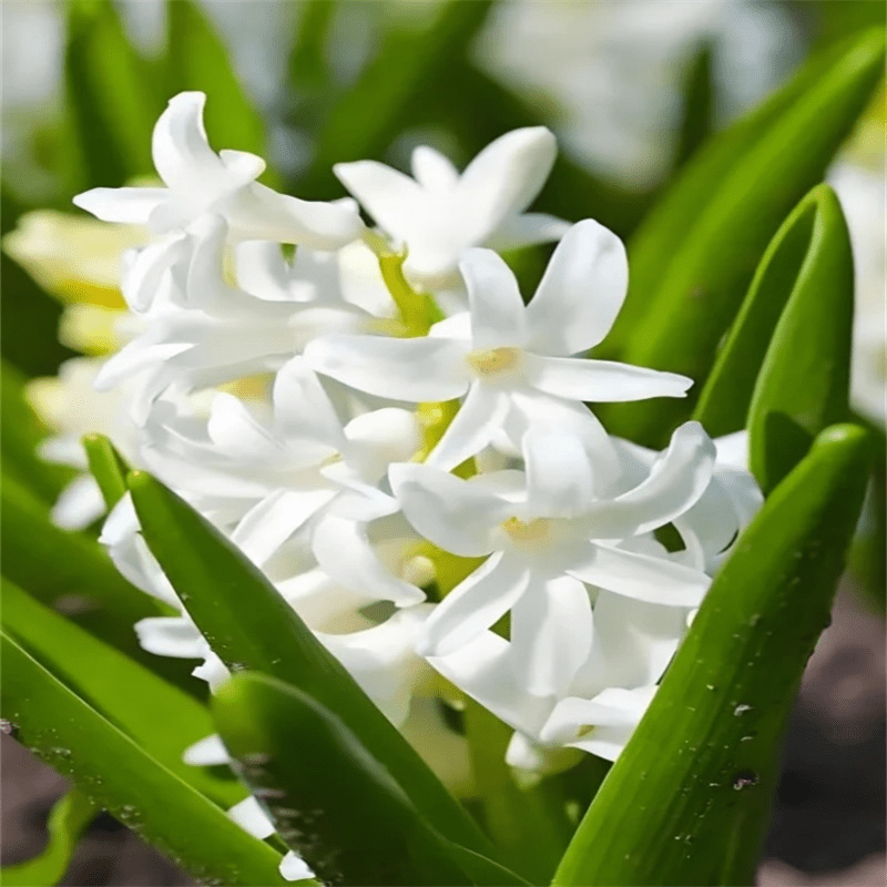300 Seeds Color Common Garden Dutch - Temu
